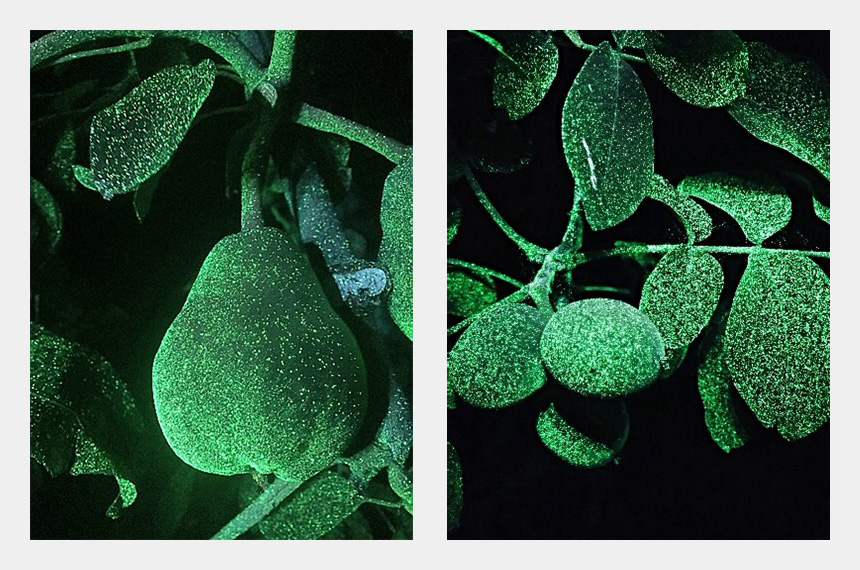 Agricoltura sostenibile - Atomizzatori Nebulizzatori Martignani