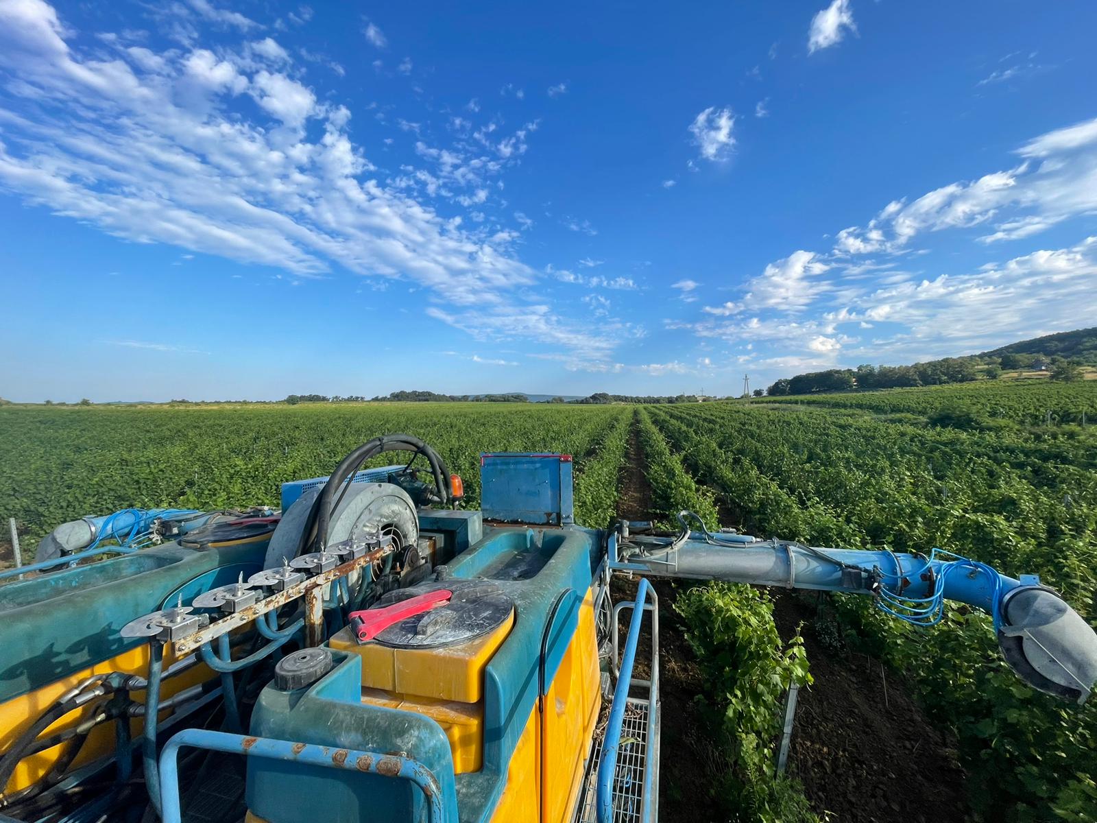 Vigh Wines Hungary, "It seems that Martignani is indestructible ...