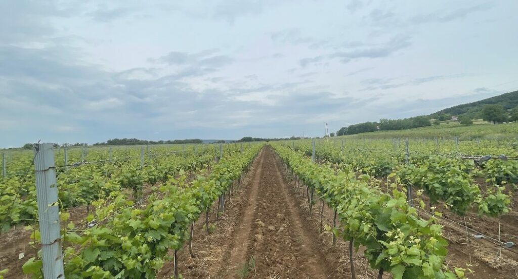 Vigh Wines Hungary, "It seems that Martignani is indestructible ...